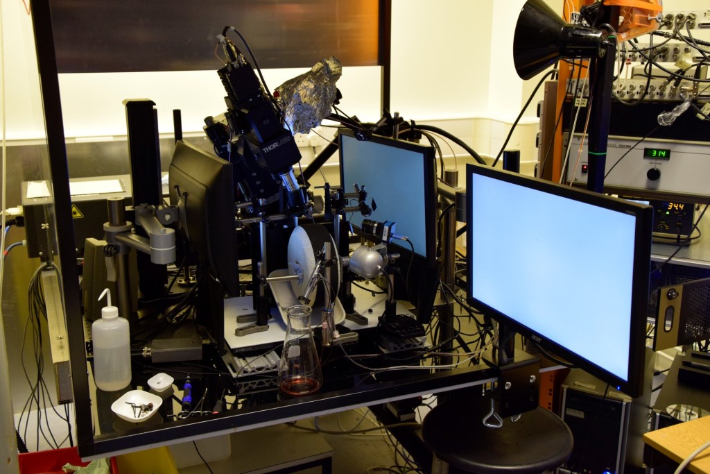 Disruptions in primary visual cortex physiology and function in a mouse ...